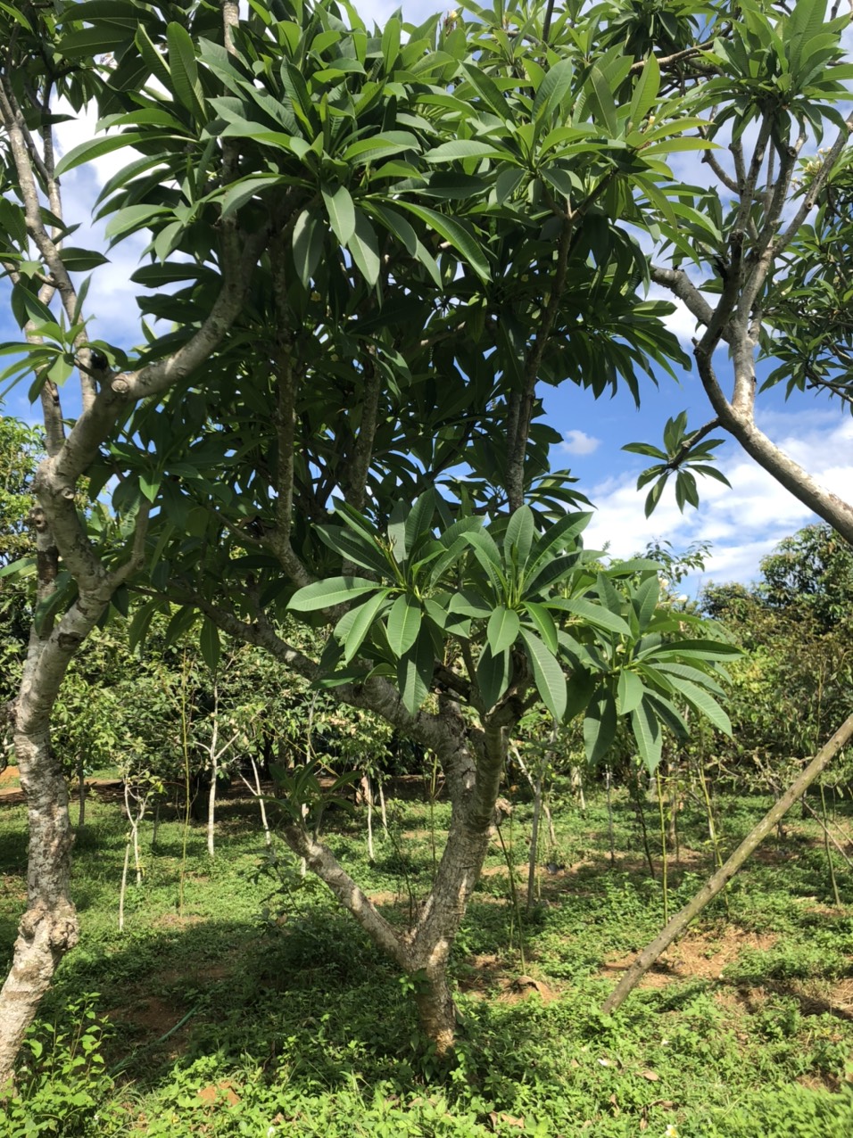 Cây Đại (Cây Hoa Sứ) - Plumeria - Cây Xanh Hoàng Gia